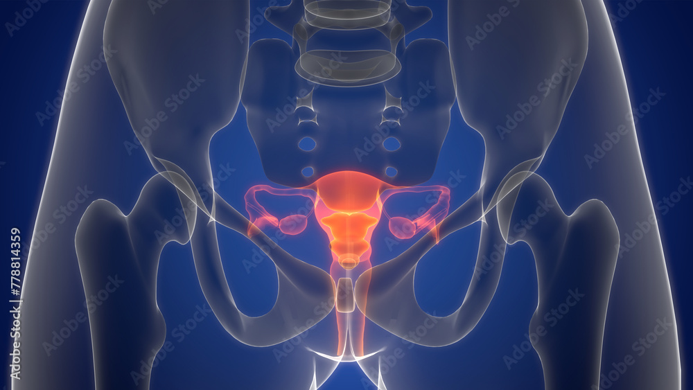 Female Reproductive System Anatomy Stock Illustration | Adobe Stock