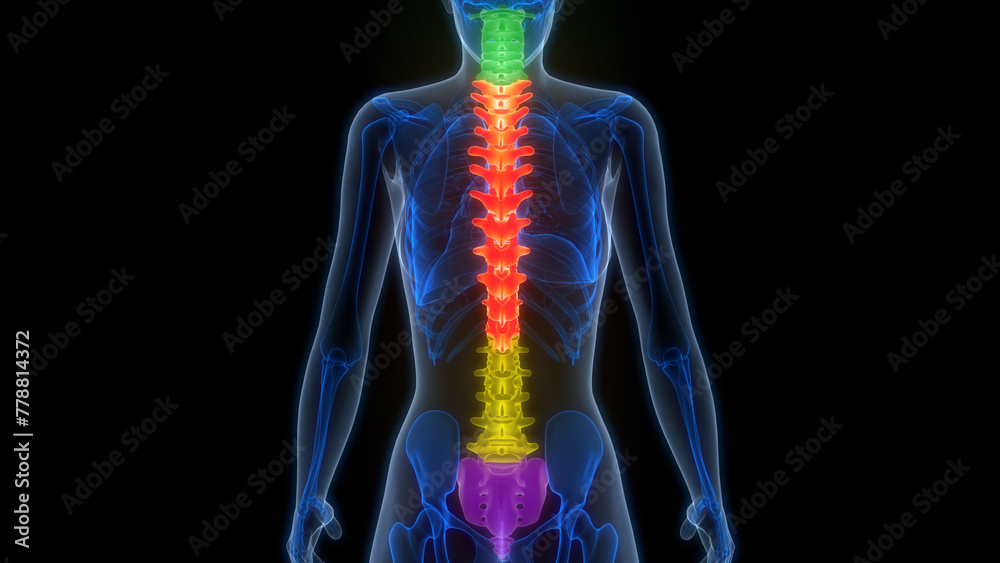Spinal Cord Vertebral Column of Human Skeleton System Anatomy Stock ...