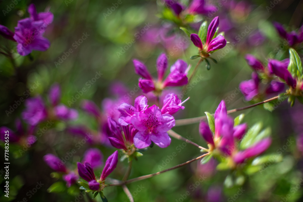 Rhododendron mucronulatum, Korean rhododendron rosebay Azalea shrub ...