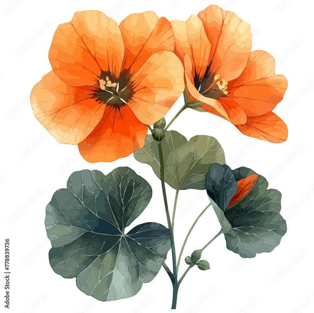 Watercolor vector of a nasturtium flower, isolated on a white ...