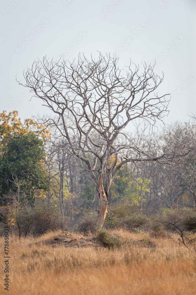 Abandoned Tree or old tree in forest safari at panna national park ...