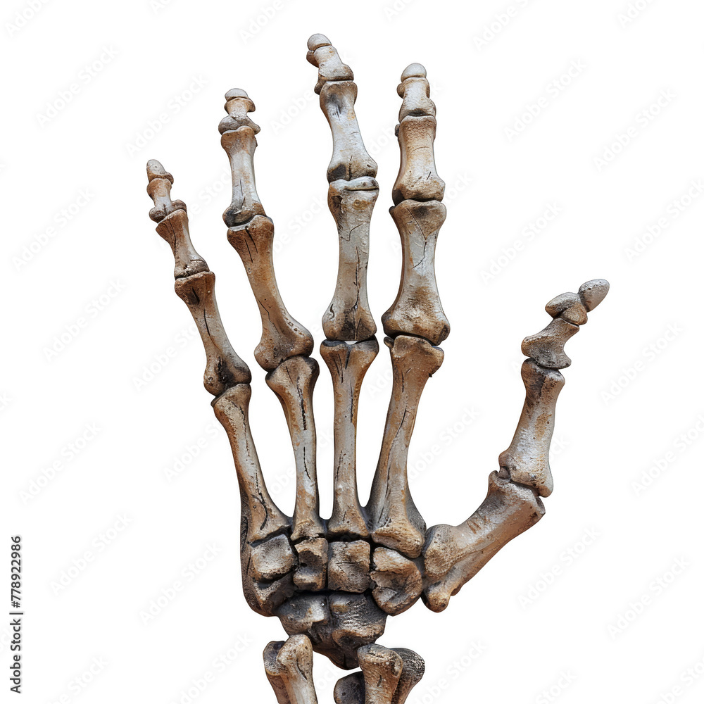 Isolated skeletal zombie hand on clear background. Eerie and unsettling ...