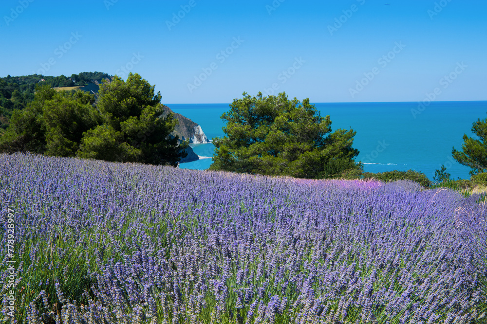 Ancona Conero regional park lavender field and in the background the ...