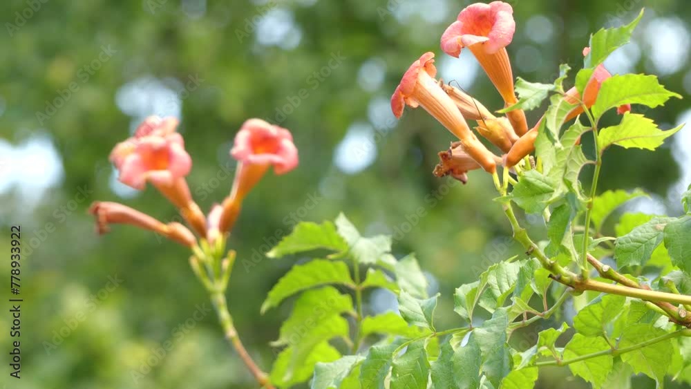Campsis radicans (trumpet vine or trumpet creeper, also known in North ...