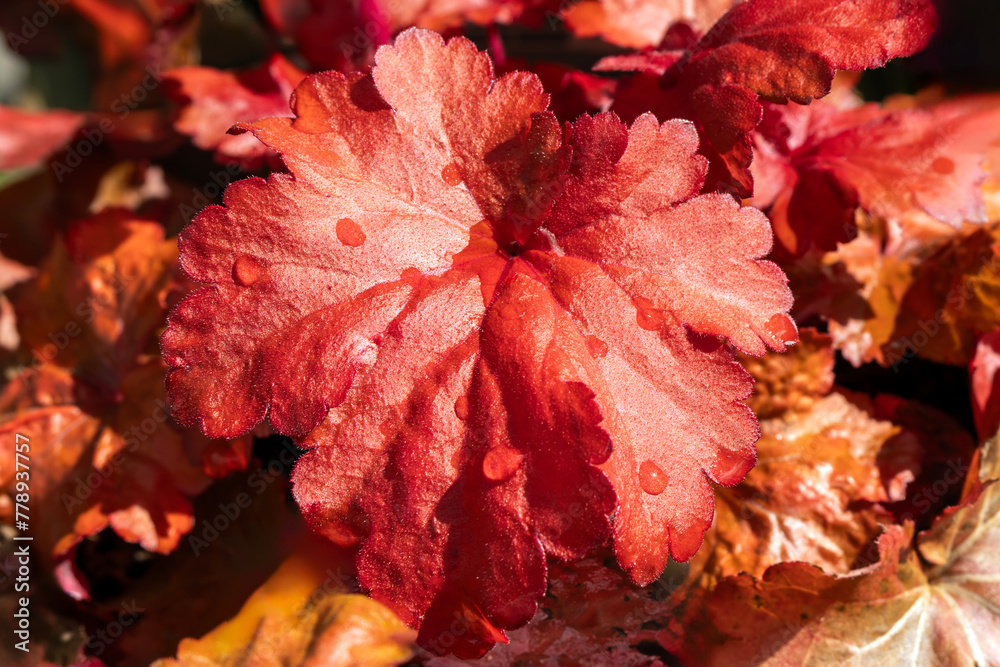 Heuchera 'Forever Red' an herbaceous perennial spring summer foliage ...