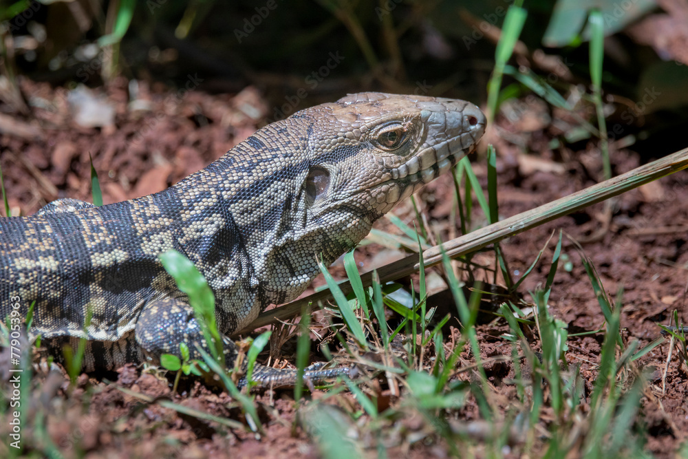 Brazilian Wildlife is very beautiful have many species with colorful ...