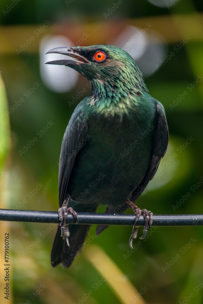 The Asian glossy starling (Aplonis panayensis) is a species of starling ...
