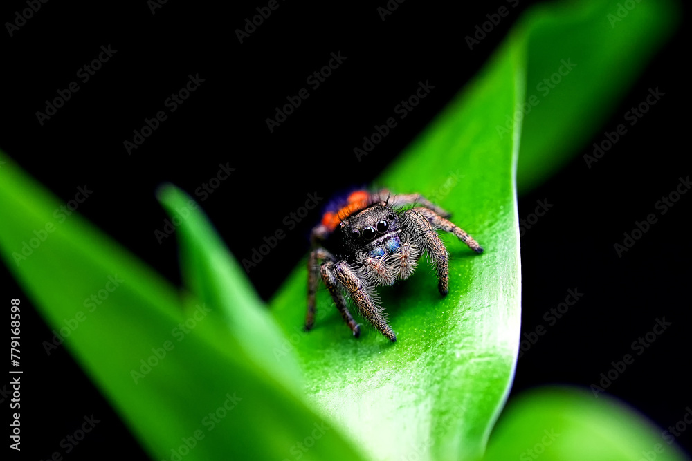 Phidippus Johnson jumping spider, jump spider, phidippus johnson ...