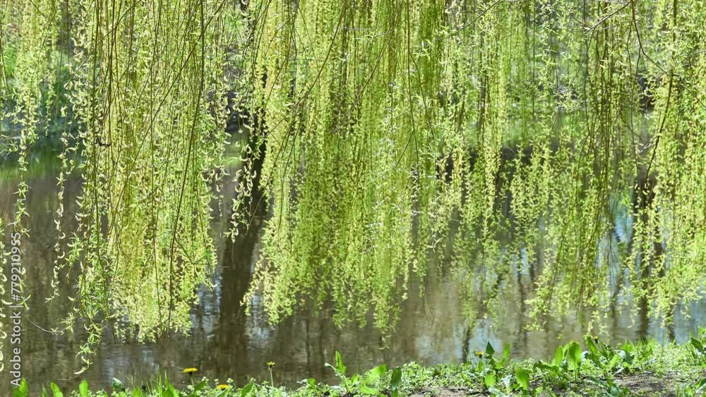 Salix babylonica (Babylon or weeping willow) is willow native to dry ...