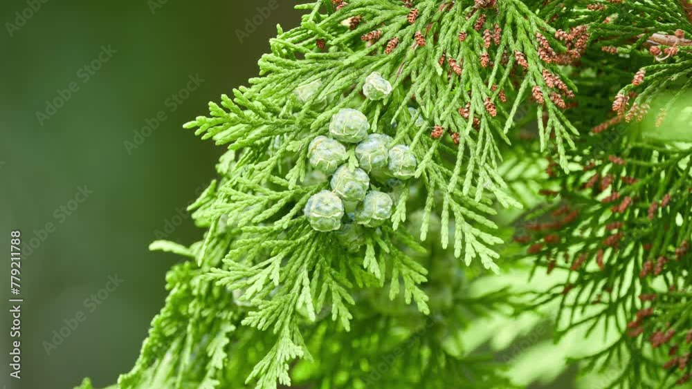 Chamaecyparis lawsoniana, known as Port Orford cedar or Lawson cypress ...