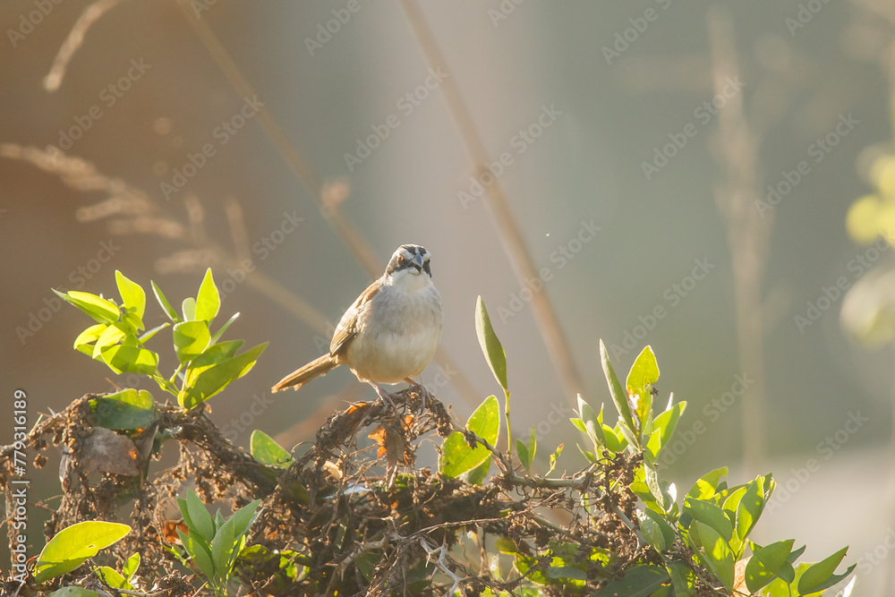 Peucaea es un género de aves paseriformes de la familia Passerellidae ...