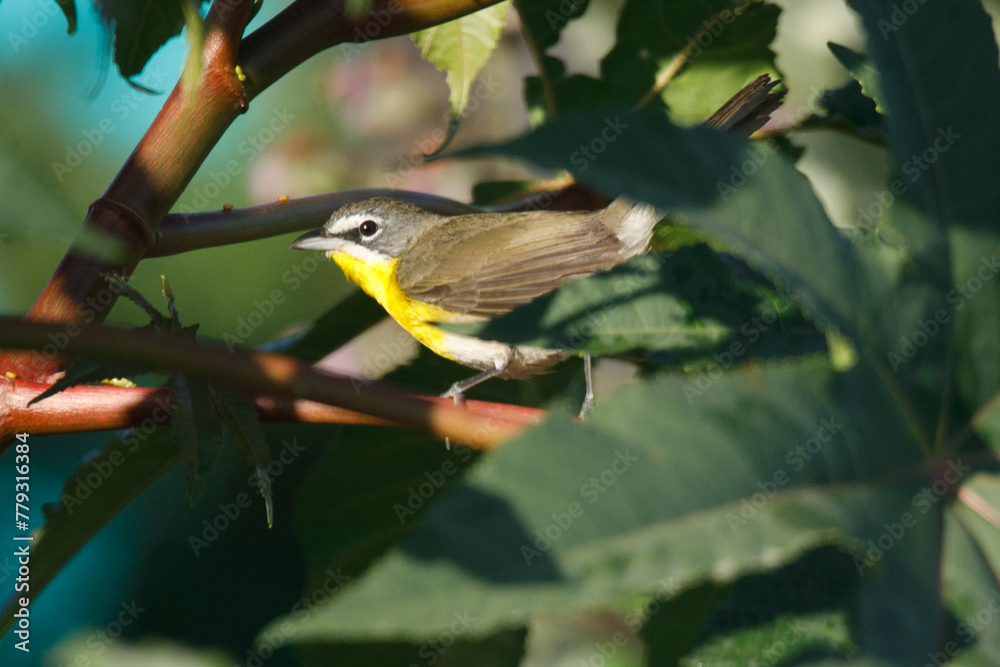 La reinita grande , es una especie de ave paseriforme, la única del ...