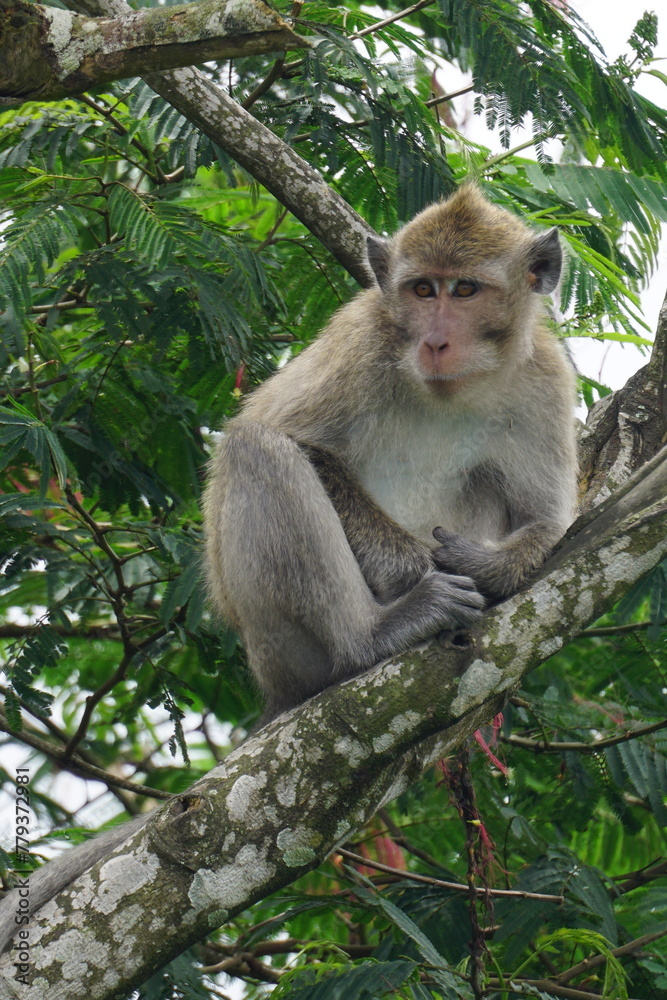 Macaca fascicularis (Monyet kra, kera ekor panjang, monyet ekor panjang ...