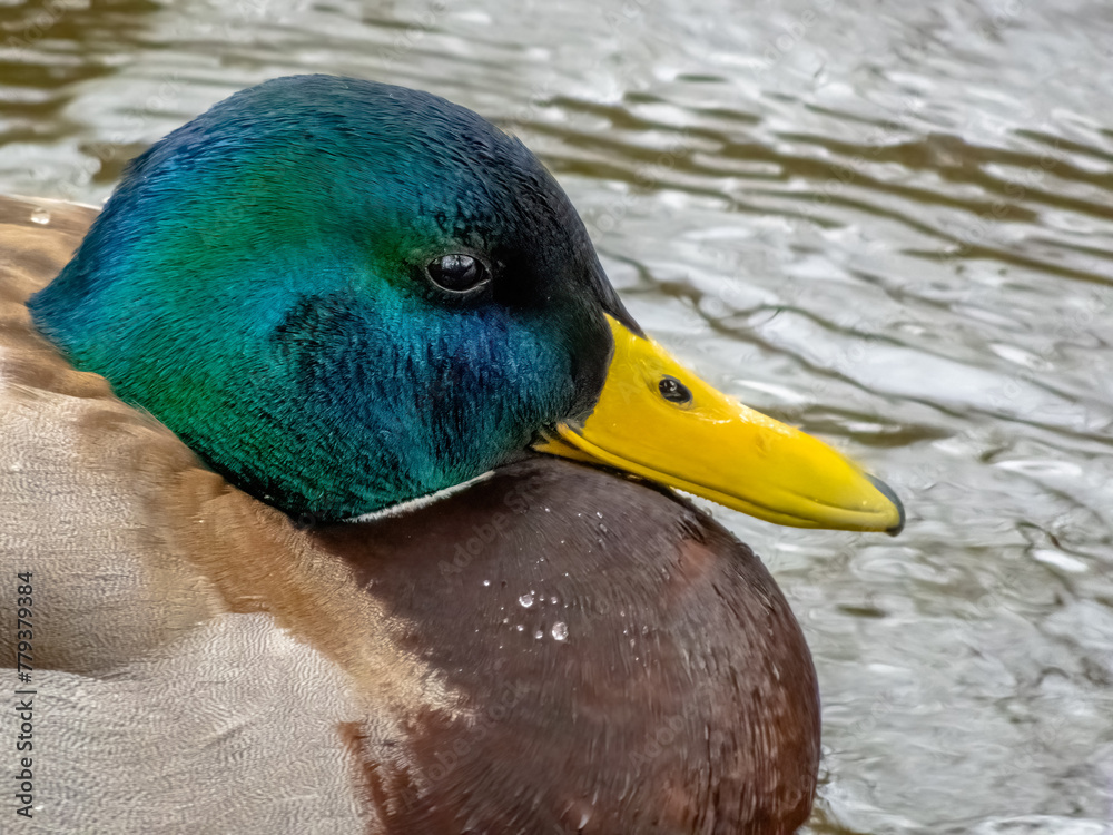 A close up to a male mallard duck. The mallard or wild duck a dabbling ...