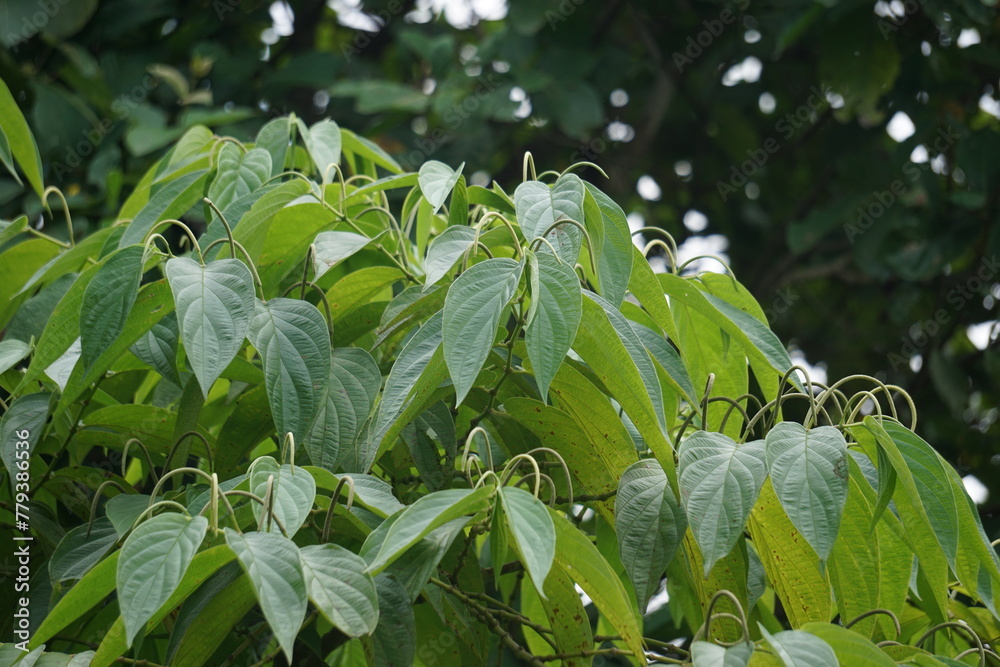 Sirih hutan (sirihan, piper aduncum, spiked pepper, spiked pepper ...