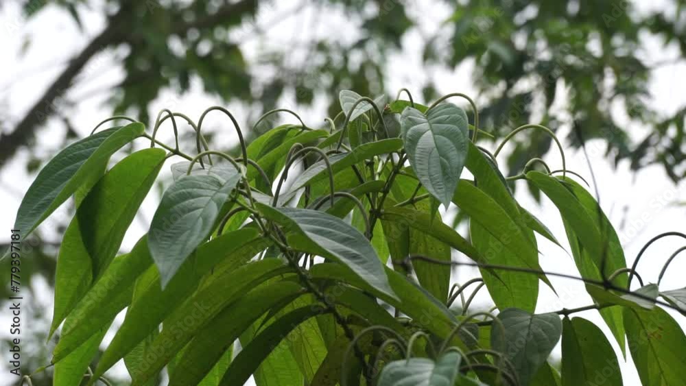 Sirih hutan (sirihan, piper aduncum, spiked pepper, spiked pepper ...