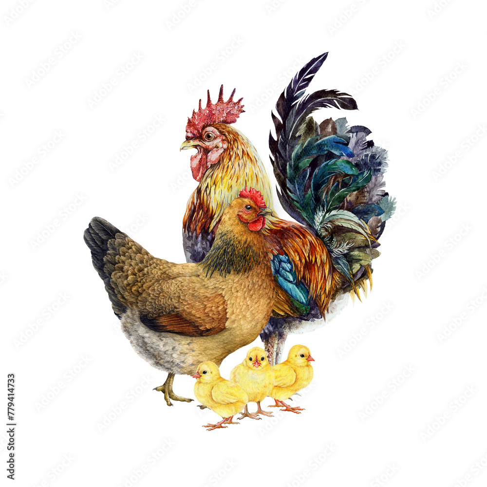 Rooster with hen and chicks painted illustration. Farm bird chicken ...