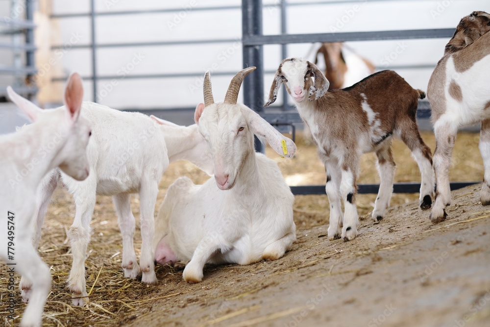 Contented goats nestled on the hay in the barn, looking at the camera ...