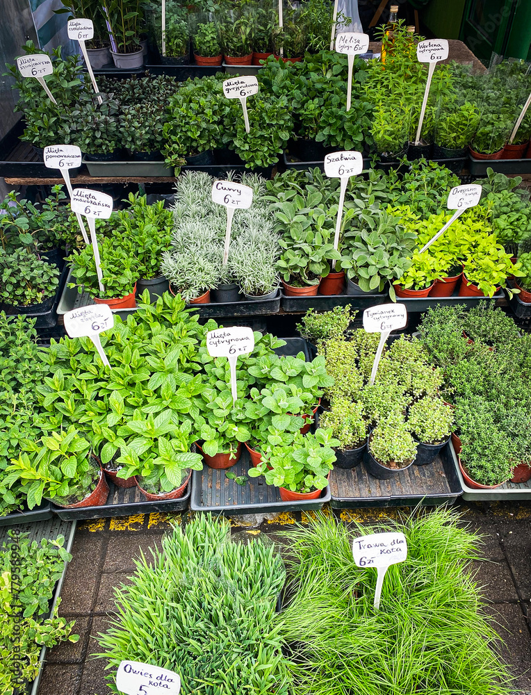 Stragan na bazarze z sezonowymi ogrodowymi, doniczkowymi ziołami ...
