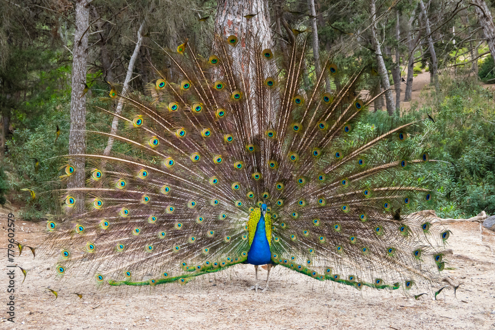 Peacock spreading its beautiful colorful tail. Plaka Forest, located in ...