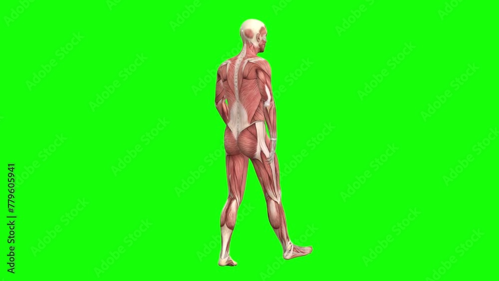 3D male muscles anatomy walking and rotating 360 on green screen ...
