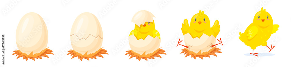 Chicken hatching stages. Yellow chick hatch from broken shell egg ...