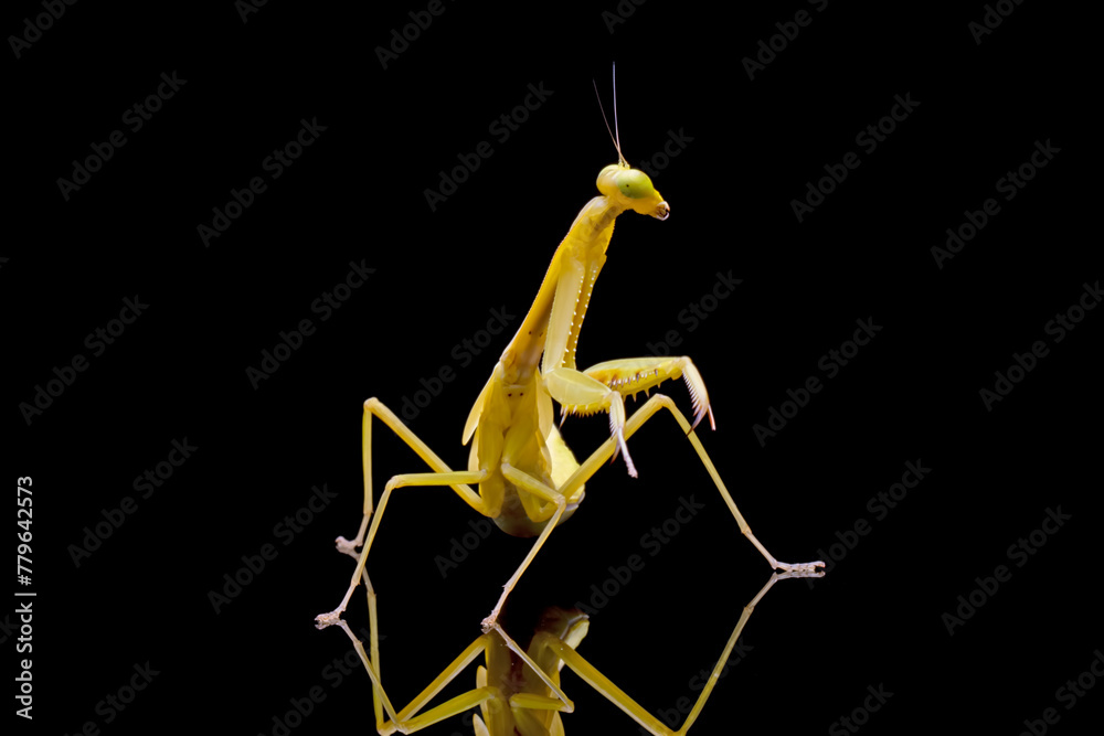 Praying mantis "hierodula venosa" defensive pose on isolated background ...