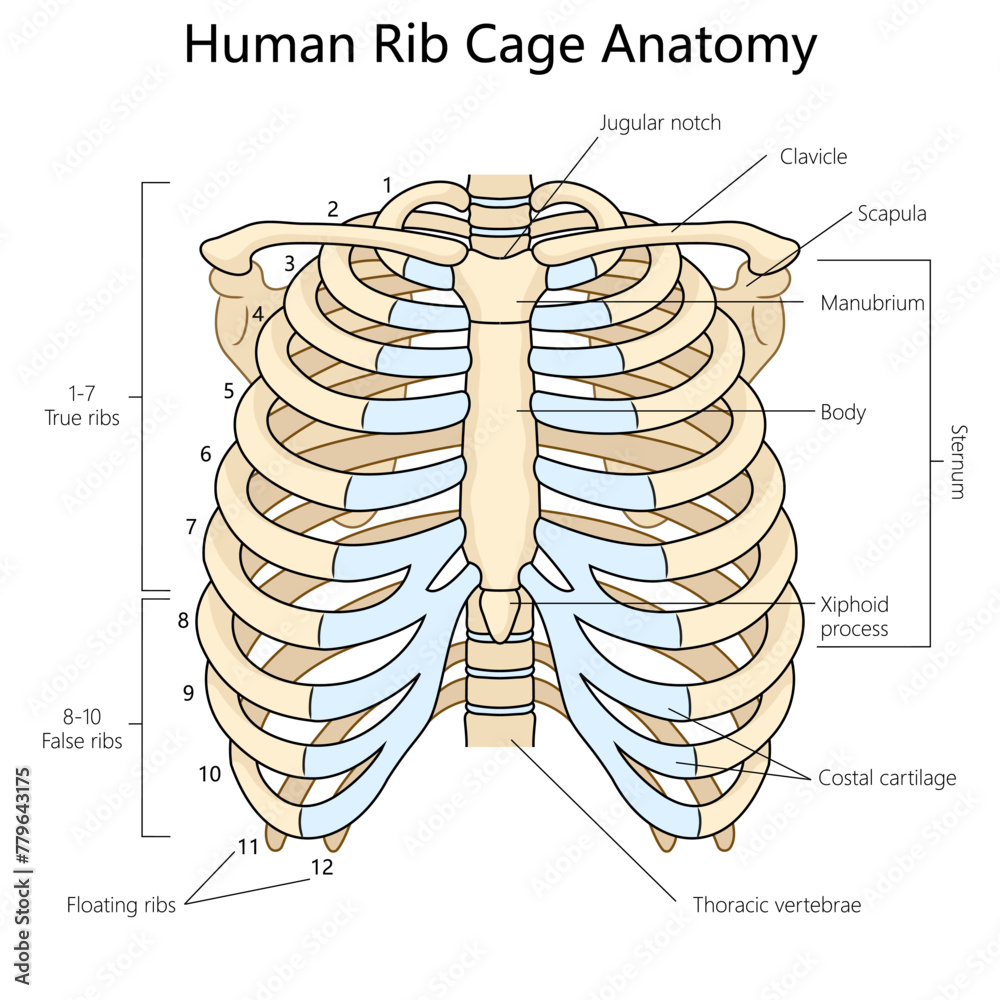 human rib cage with labeled parts, suitable for anatomy studies and ...