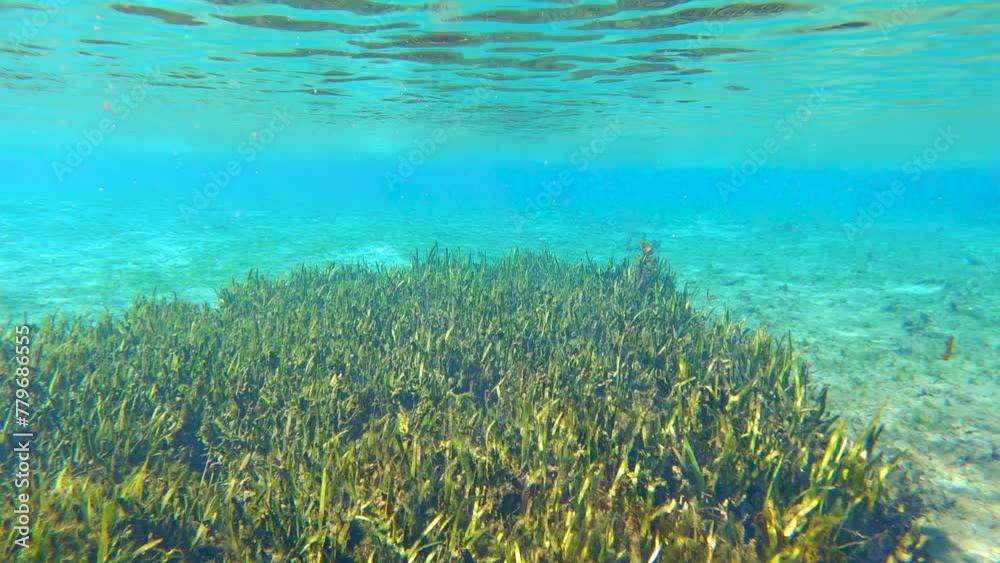Vidéo Stock Tropical underwater nature of Florida springs. Underwater ...