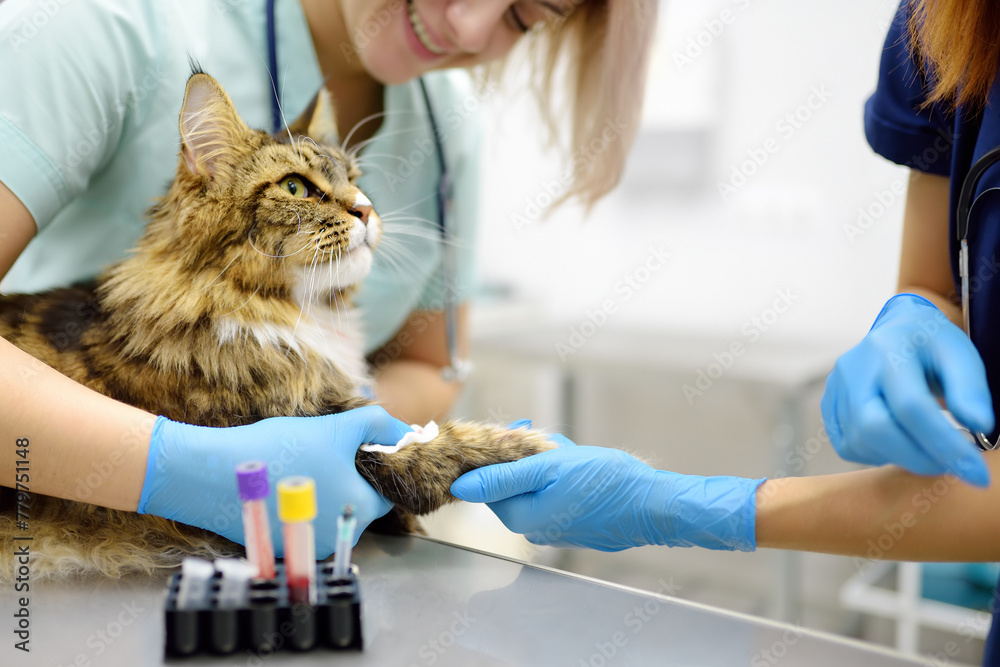 Two professional veterinarians take a blood for test of cat of the ...