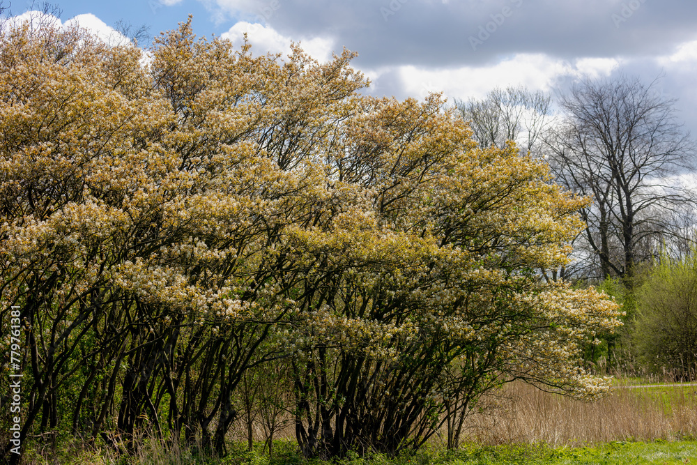 Selective focus shrub of wild white flowers in the wood, Amelanchier ...