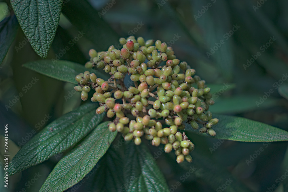 Viburnum rhytidophyllum, commonly known as leatherleaf viburnum, is a ...