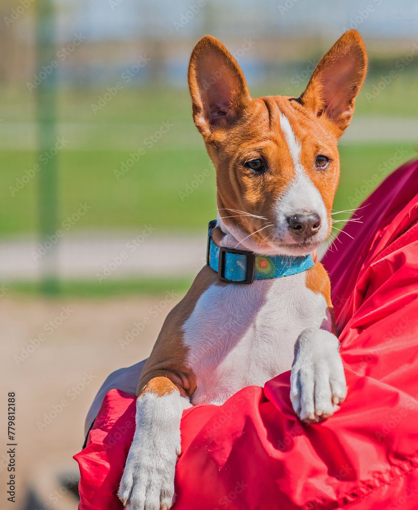 Basenji playing at city park. Dog is best human friend. Pet lifestyle ...