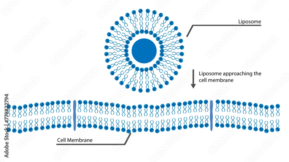 Liposomal delivers nutrients to cells, Liposomal - approaching cell ...