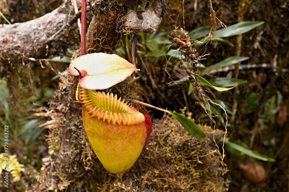 Villose Pitcher Plant (Nepenthes villosa), is a tropical pitcher plant ...