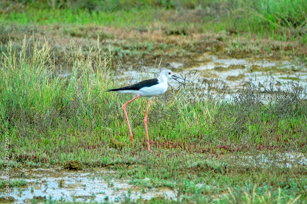 Black-winged stilt (Himantopus himantopus) alarms about nest, mobbing ...