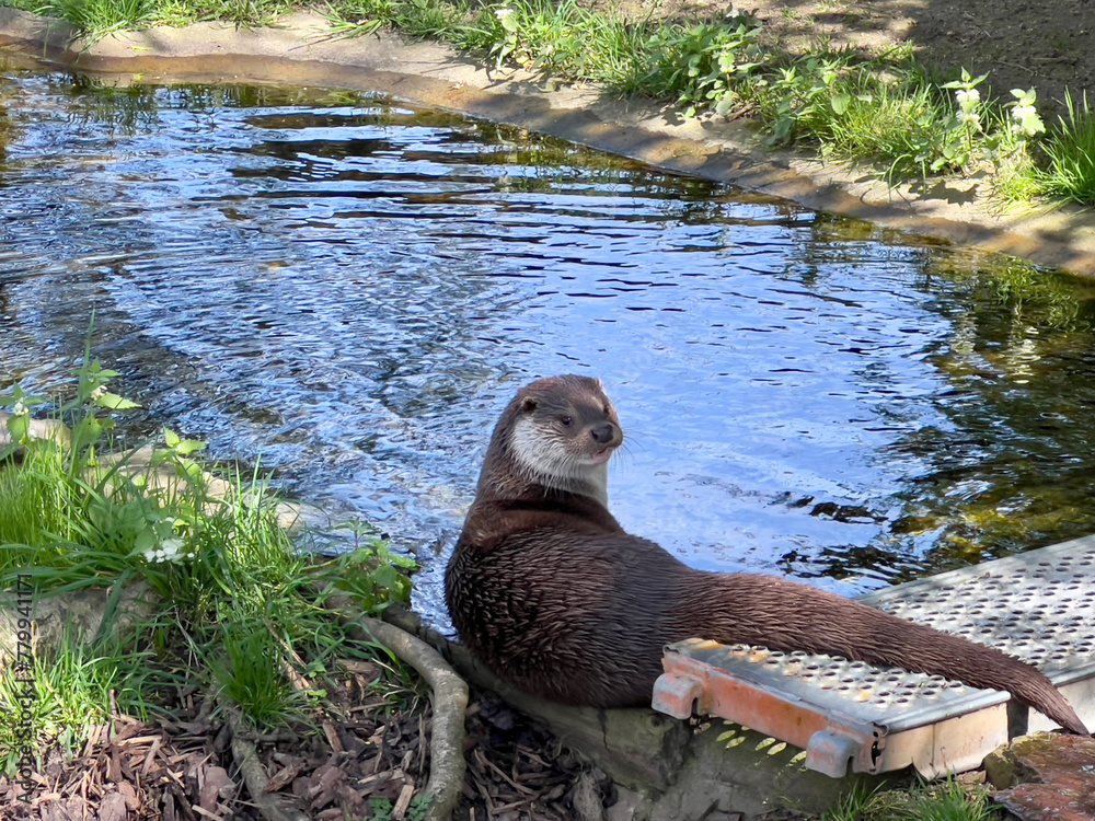 An otter lies on the shore of an artificial pond. The otter belongs to ...