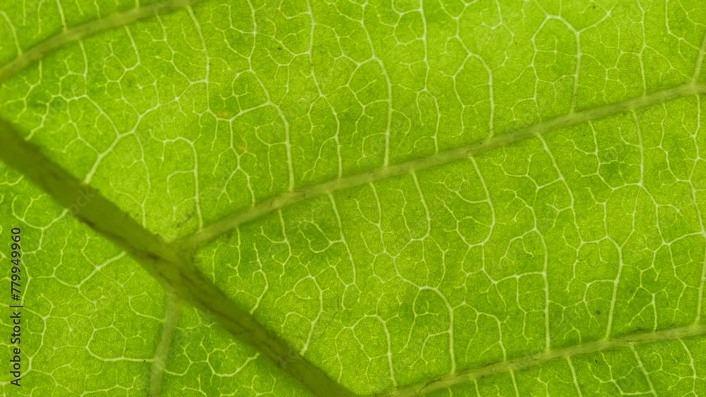 Cell Structure View of Leaf Surface Showing Plant Cells For Education ...