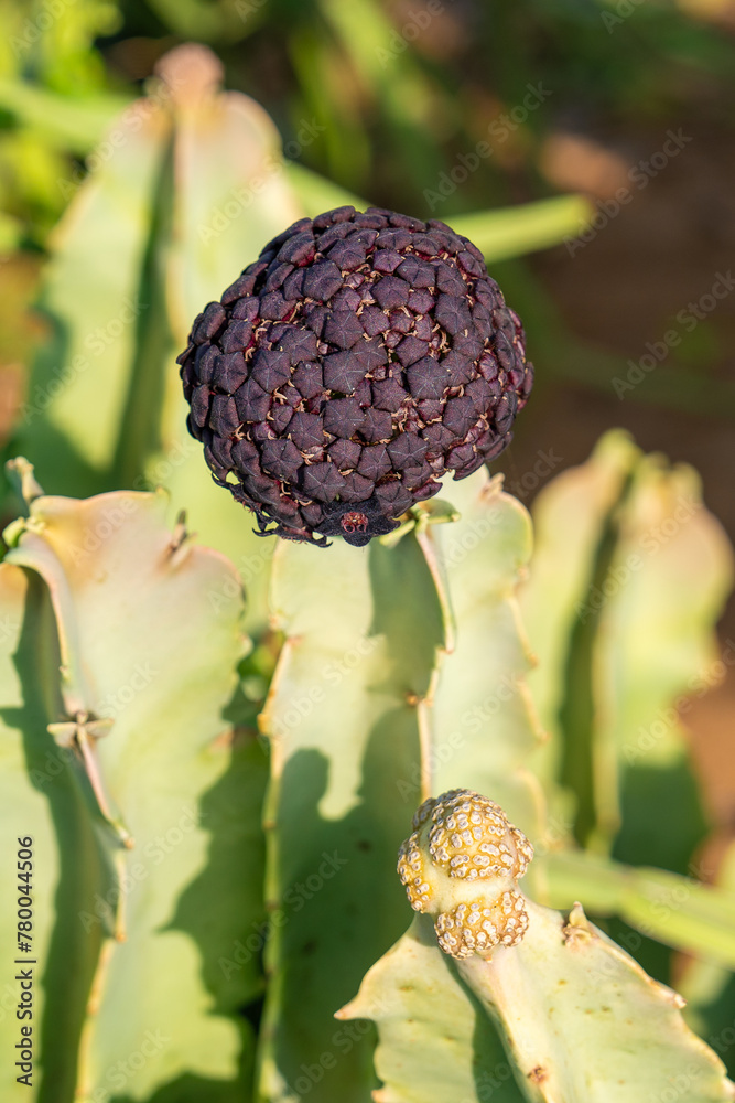Ethiopia, exeptional Caralluma Russeliana cactus flowers from the Omo ...