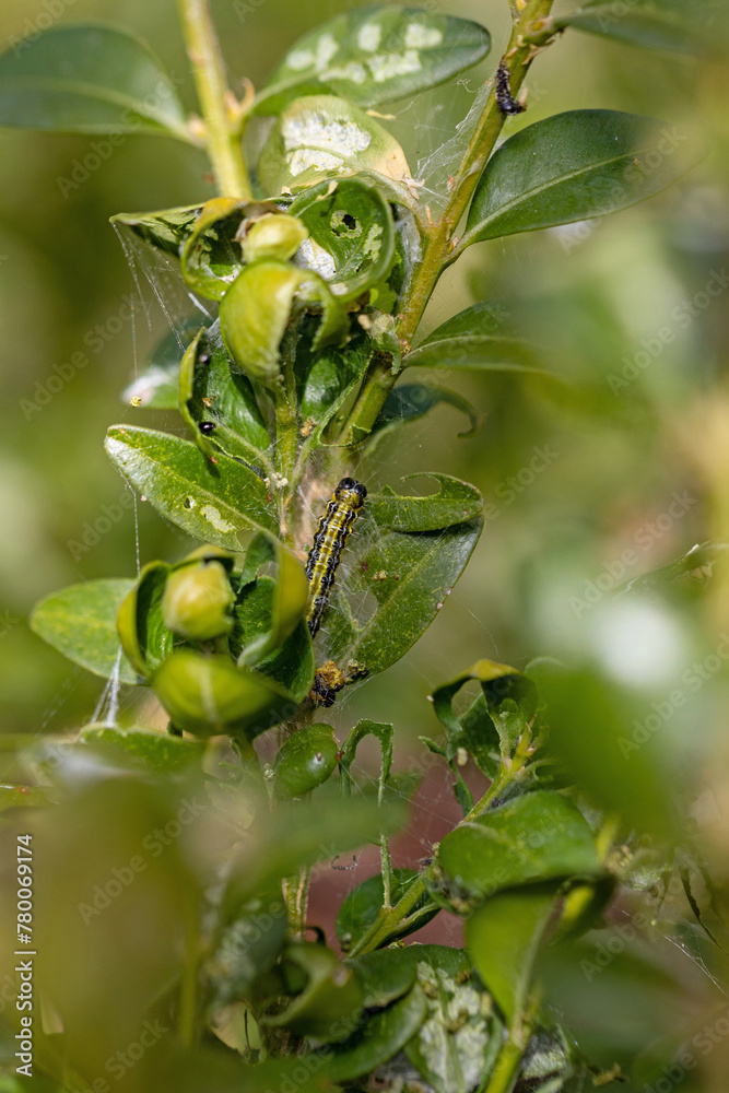 box tree moth caterpillar in a boxwood bush Stock Photo | Adobe Stock