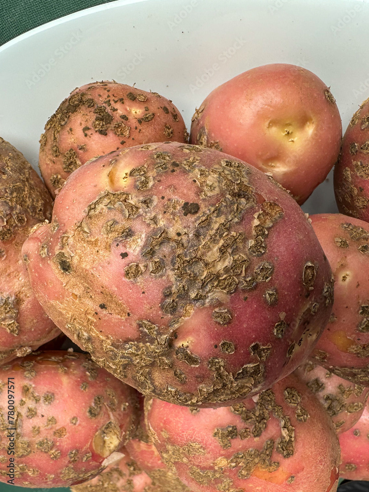 Dried powdery scab lesions on the surface of Asterix red potato Stock ...
