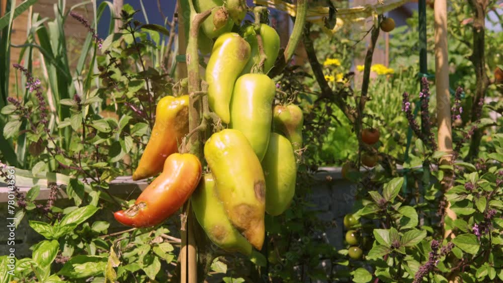 CLOSE UP: Ripening peppers in a vegetable garden, damaged by a ...