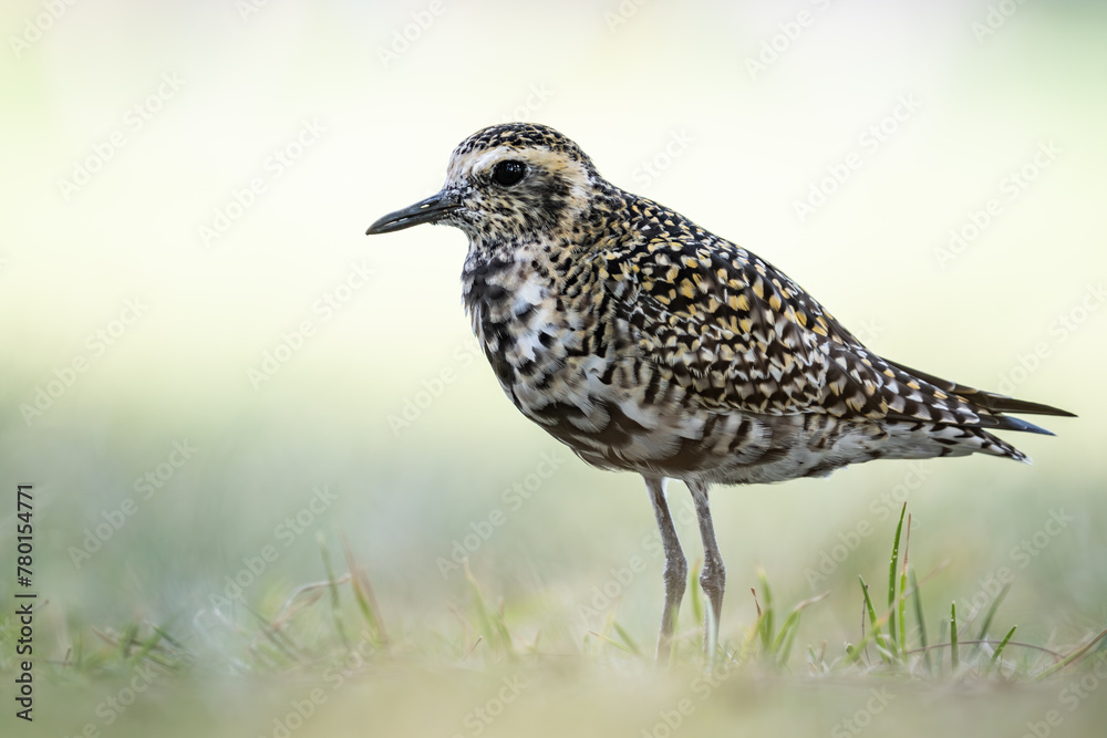 The Pacific golden plover (Pluvialis fulva) is a migratory shorebird ...
