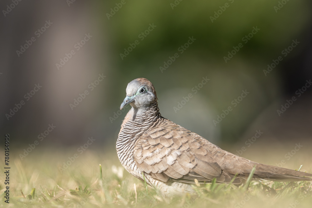 The zebra dove (Geopelia striata), also known as the barred ground dove ...