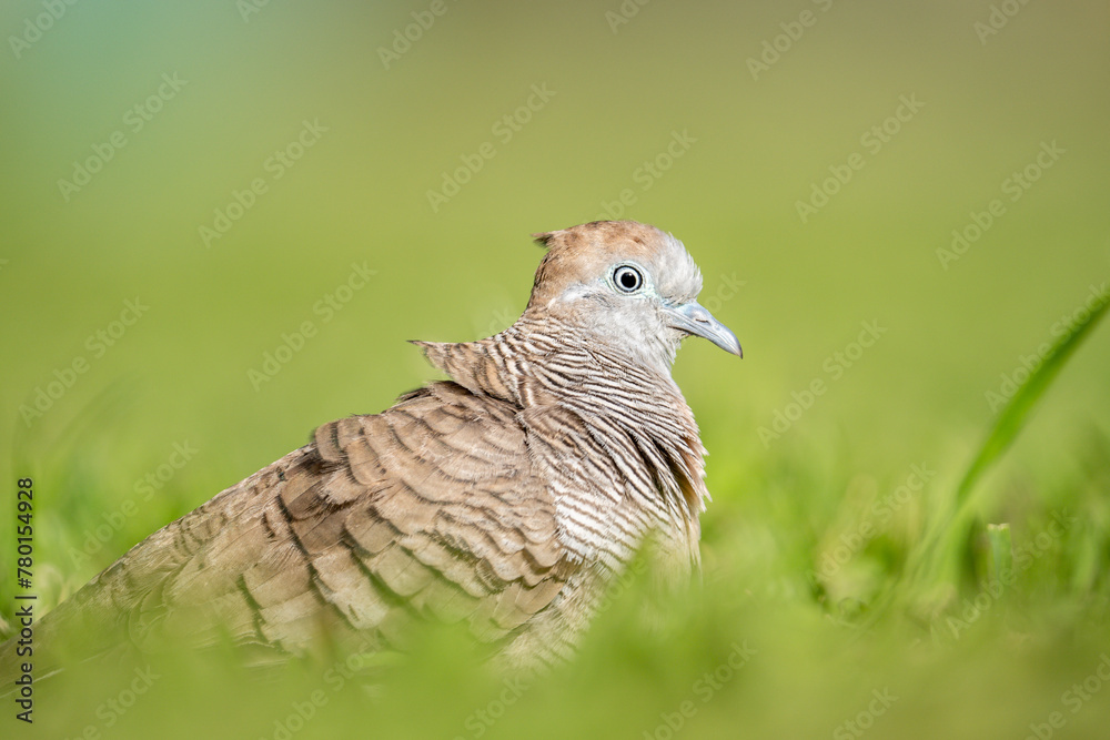 The zebra dove (Geopelia striata), also known as the barred ground dove ...