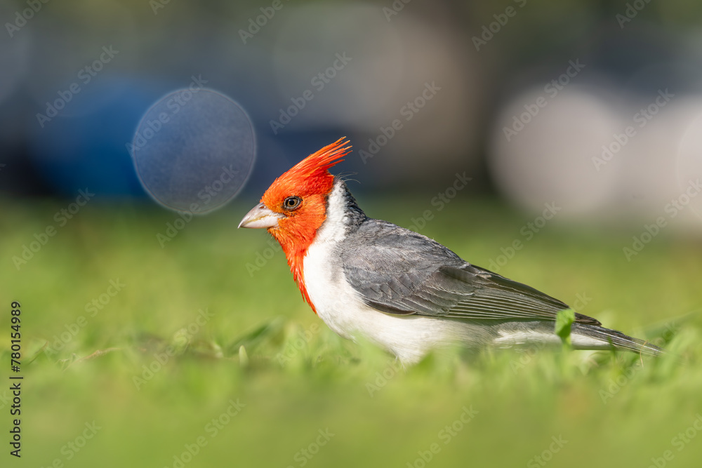 The red-crested cardinal (Paroaria coronata) is a passerine bird in the ...