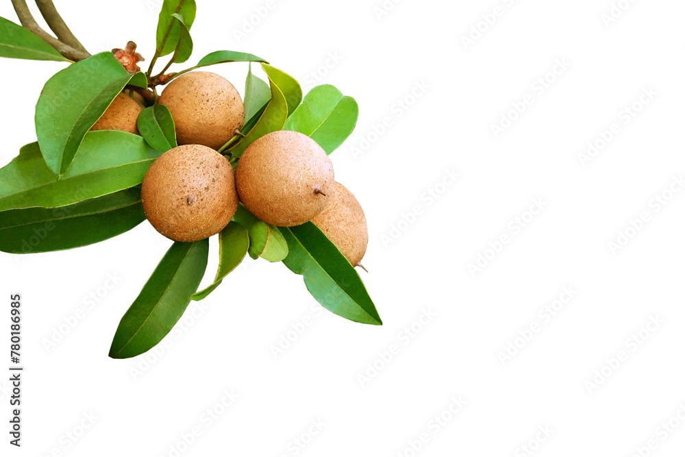 Manilkara zapota,sapodilla,or sapota fruits on tree also known in india ...