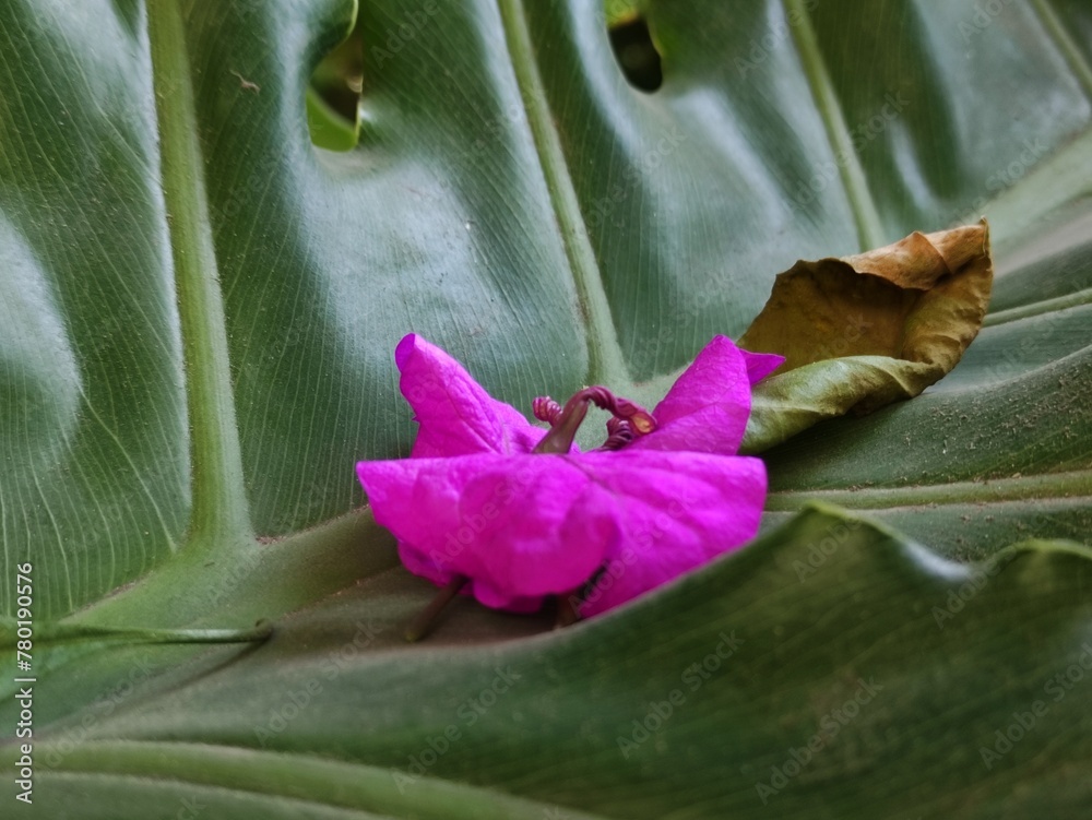 A purple flower lies in the middle of a green leaf of a plant.Una flor ...