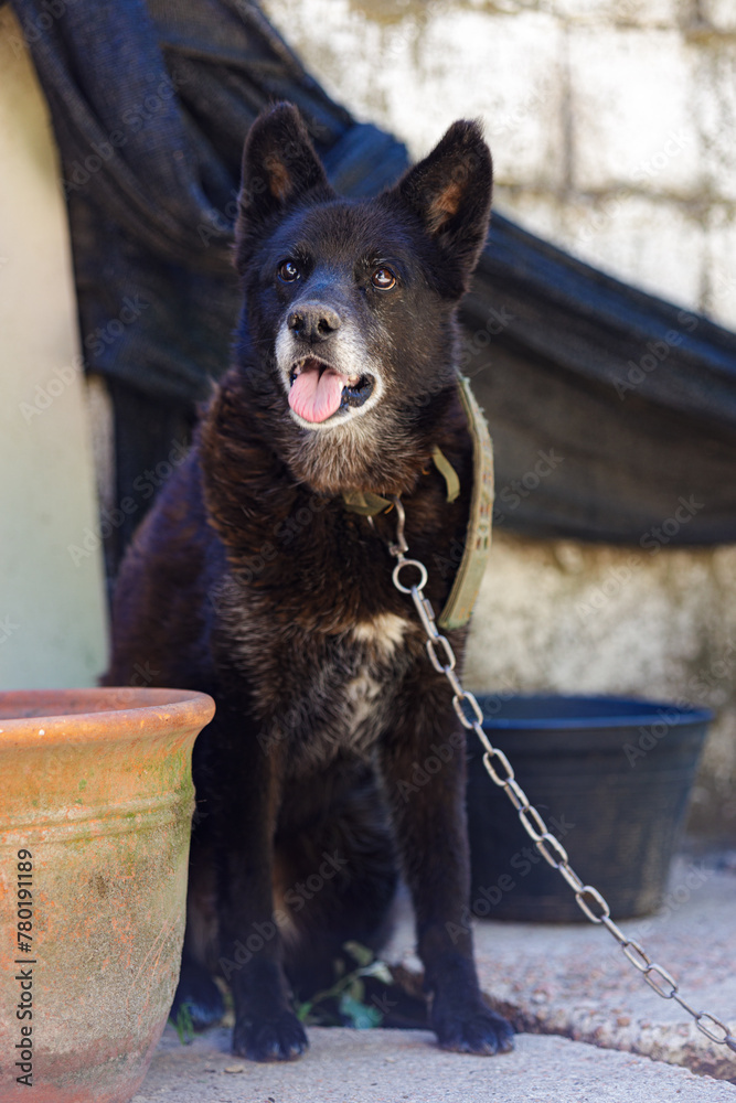Perro negro con collar y correa de cadena con la boca abierta y las ...