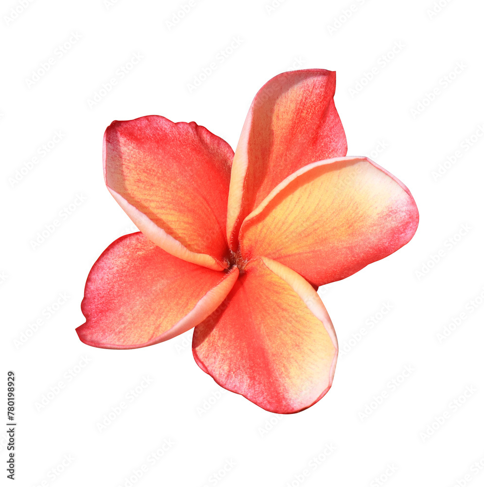 Plumeria or Frangipani or Temple tree flower. Close up single red ...